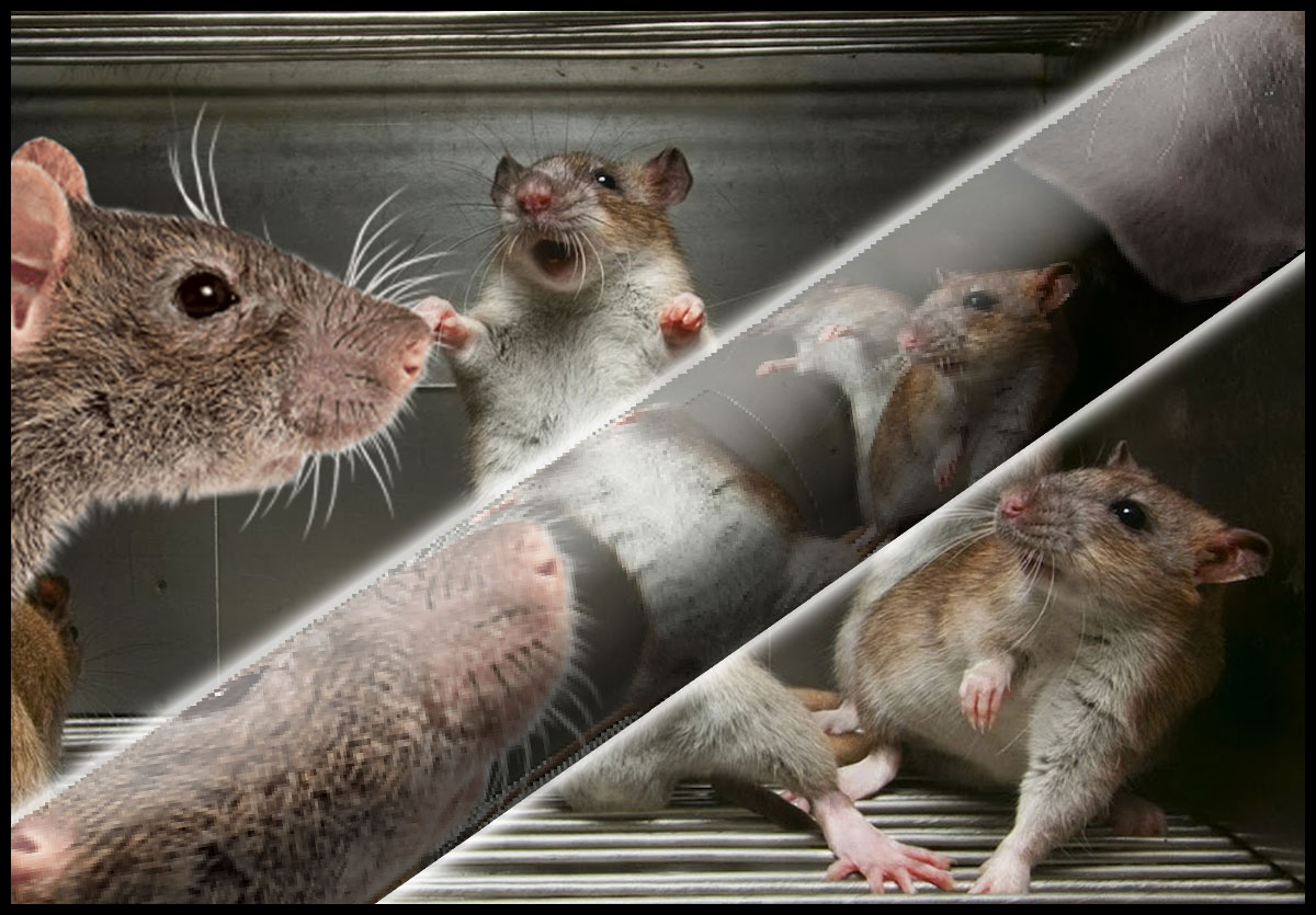 Flash as a Rat - Custom Pool Cues